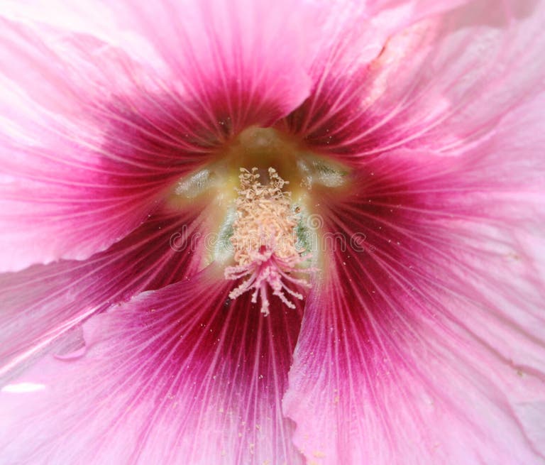 Inside a Flower stock photo. Image of petal, flower, summer - 175902