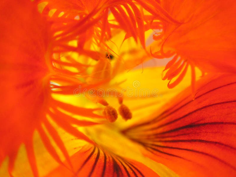 Inside the flower stock image. Image of details, flower - 188117