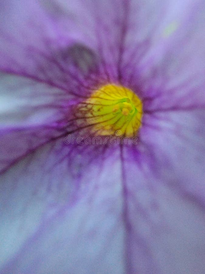 Inside a Flower. Stamens of Pink Poppy. Macro Stock Photo - Image of ...
