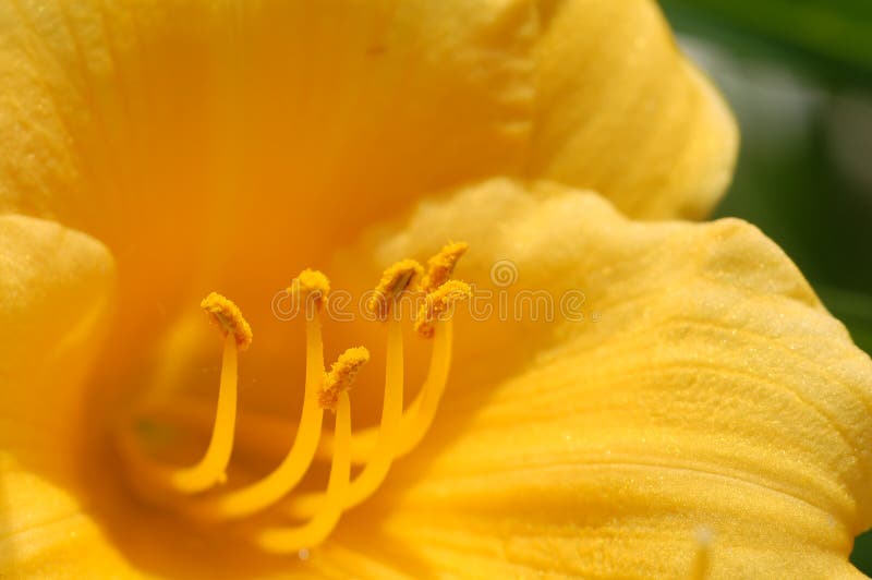 Inside a flower stock image. Image of stamen, macro, wildlife - 978867