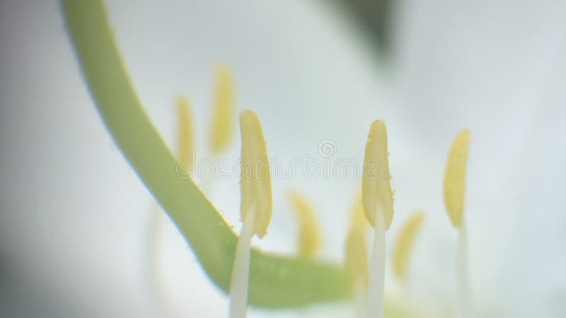 Inside flower stock image. Image of white, ultra, nature - 76567231
