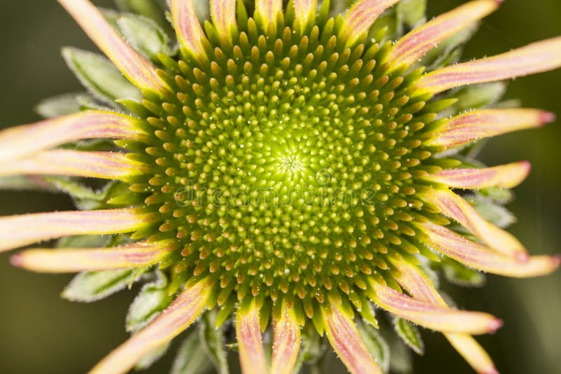 Inside of flower, close up stock photo. Image of head - 85081064