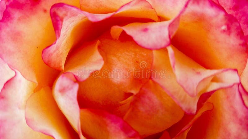 Inside the flower stock image. Image of nature, decided - 162690385