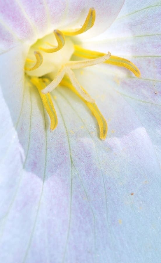 Inside Flower Macro stock photo. Image of macro, white - 2435144