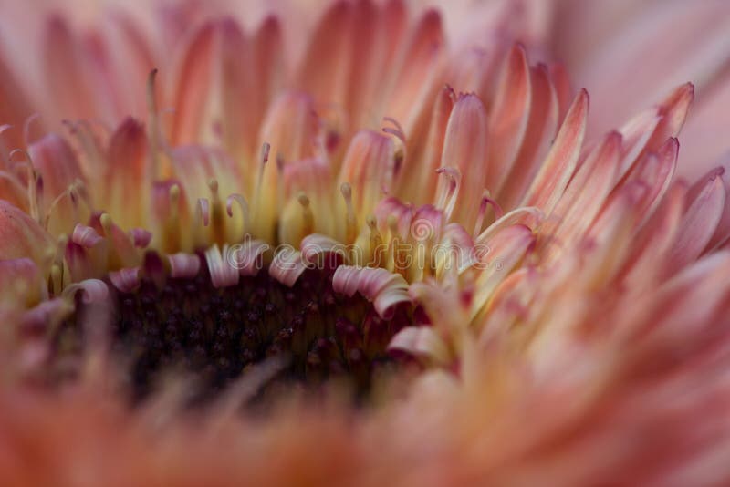 Inside a Flower stock image. Image of close, macro, design - 49776965