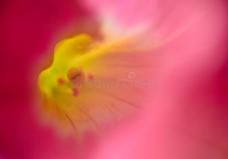 Inside a Flower. Stamens of Pink Poppy. Macro Stock Photo - Image of ...