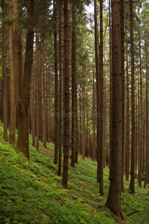 Inside the forest stock photo. Image of landscape, mysterious - 11720260