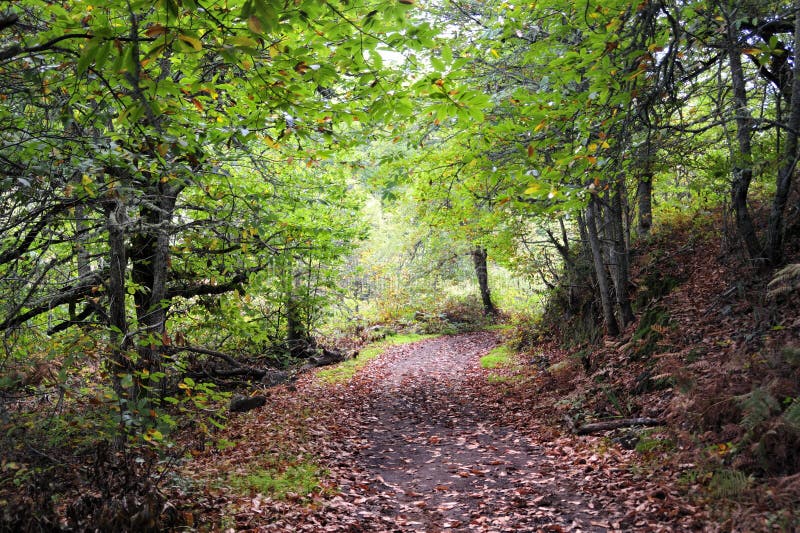 Inside the forest stock photo. Image of nature, tourism - 12015692