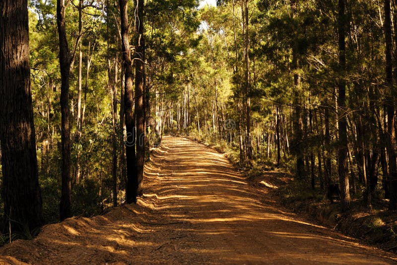 Inside the forest stock image. Image of autumn, shore - 14106483