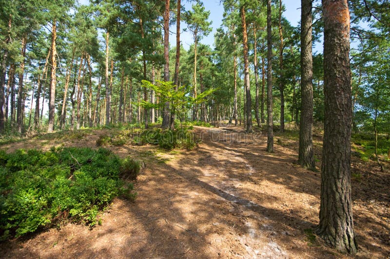 Inside the forest stock photo. Image of blue, moss, ecology - 21370264