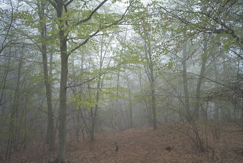 Inside a forest stock image. Image of stream, trail, lawn - 5743435