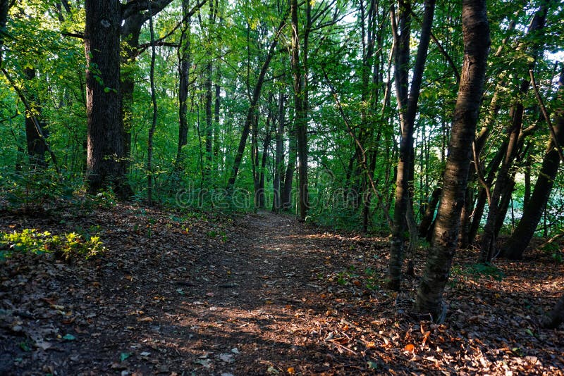 Nature corner stock image. Image of forest, ecology - 100536979