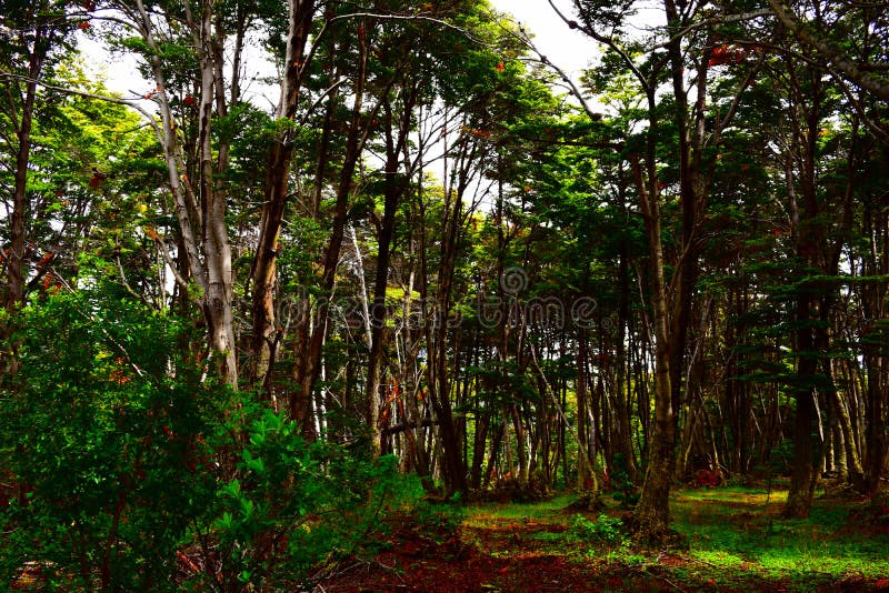 Inside the forest stock image. Image of patagonia, colors - 84129039