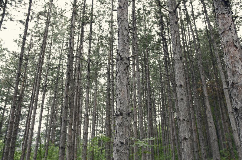 Inside Forest stock photo. Image of flora, beauty, tropical - 94058048