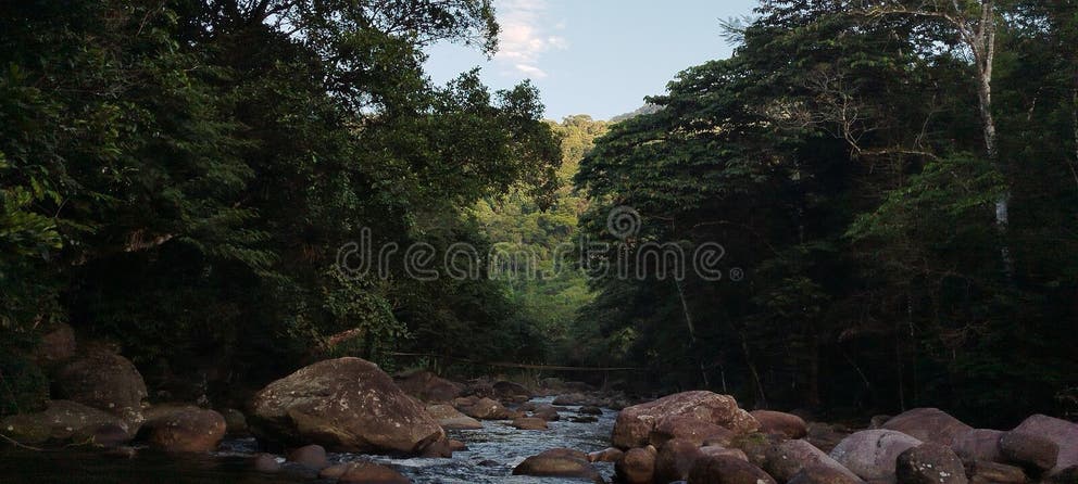 Inside the Forest Facing the River Stock Photo - Image of forest, rock ...