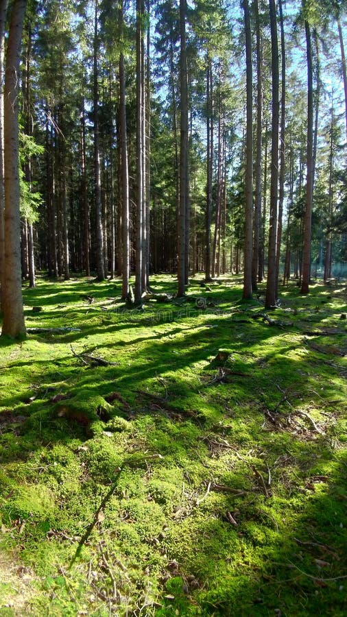 Inside a forest stock photo. Image of sunlight, comming - 260221898