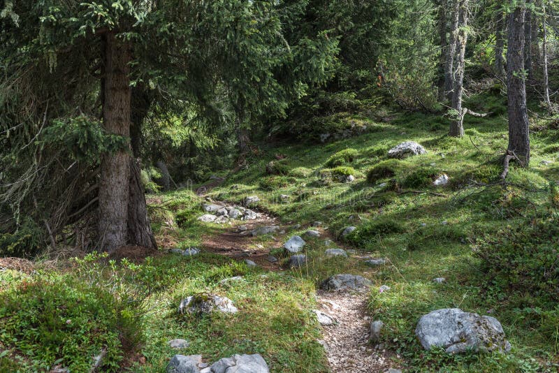 Inside a forest stock photo. Image of hills, altitude - 57889910