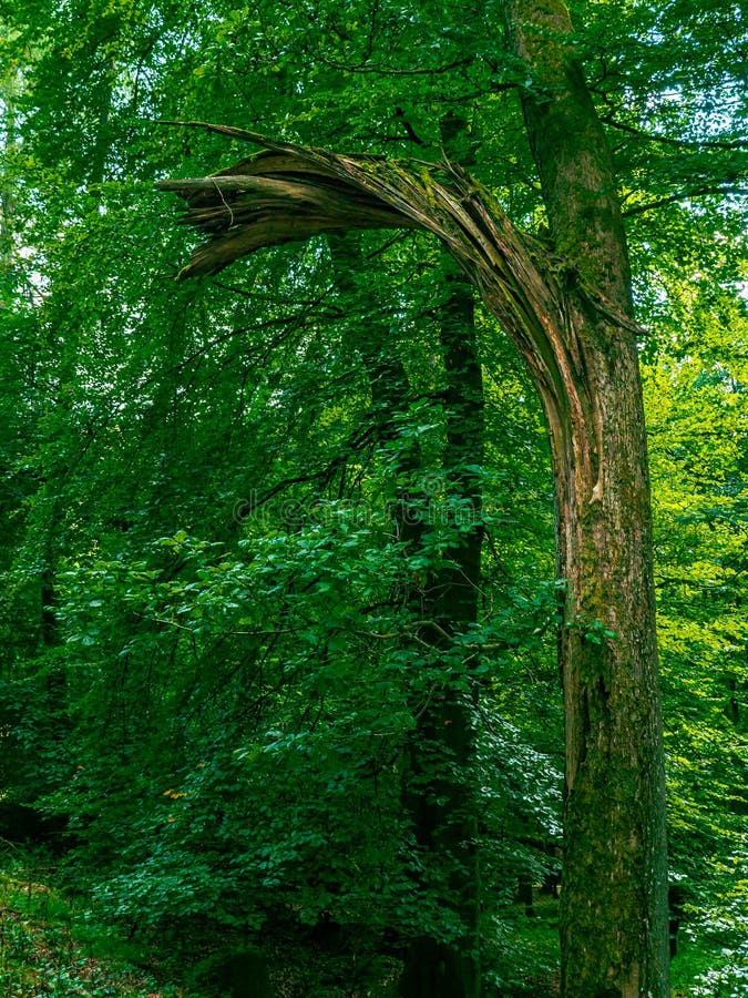The Inside of a Forest with Lots of Greenery and Moss on the Branches ...