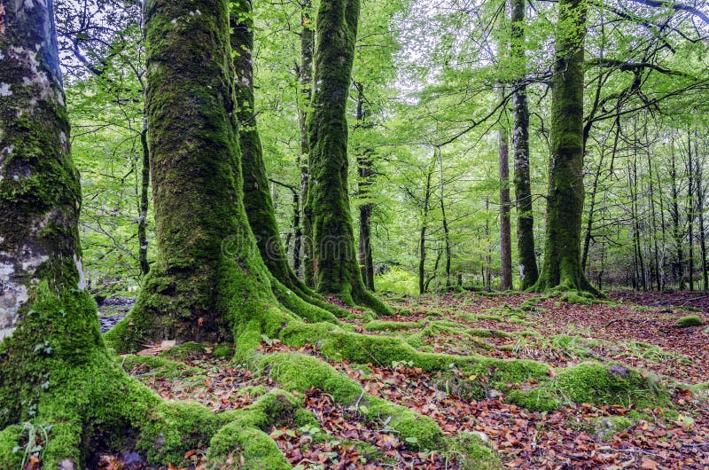 Inside the forest stock photo. Image of nature, european - 37365658