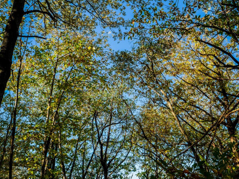 Inside a Forest with Trees in Autumn Stock Photo - Image of forest ...