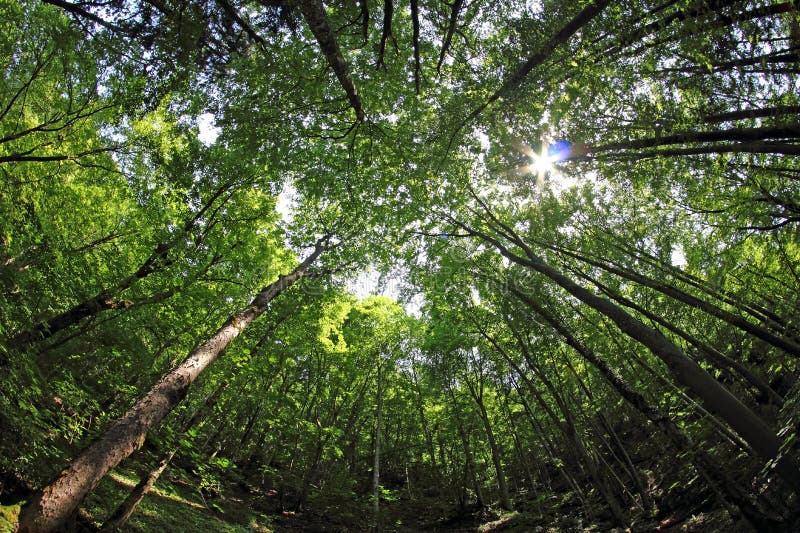 Inside forest stock photo. Image of green, environment - 56284028