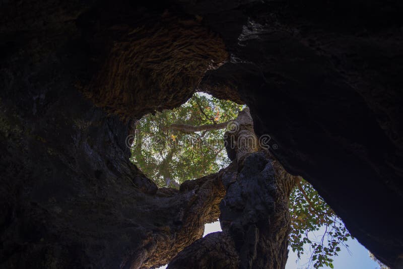 Inside of a Giant Hollow Tingle Tree Stock Image - Image of tall ...