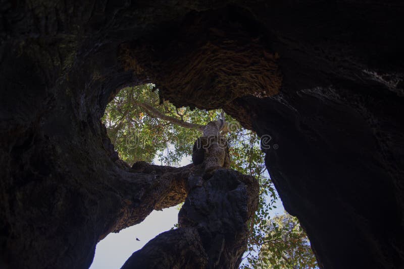 Karri Tree stock image. Image of angular, bunched, augusta - 54135141