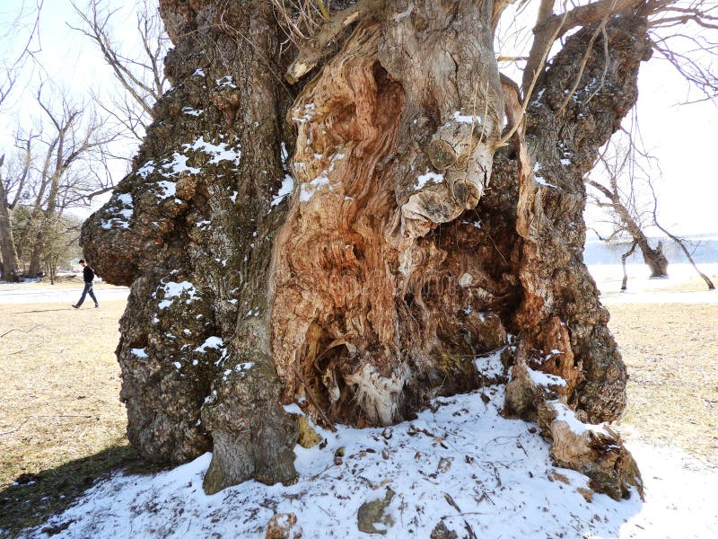 Inside of Giant Living Willow Tree in FingerLakes Otisco Lake Stock ...