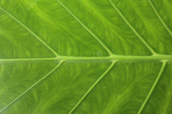 Inside a Giant Taro stock photo. Image of colocasia, horticultural ...