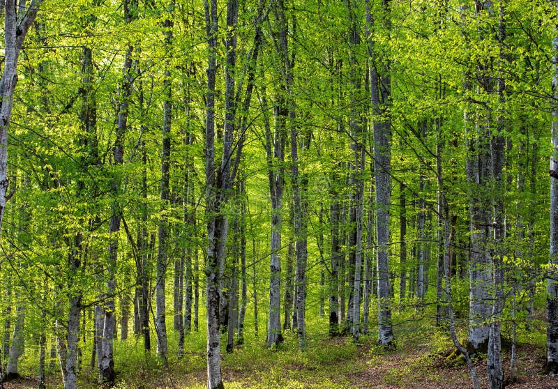 Inside of a Green Forest in the Daytime Stock Photo - Image of forest ...