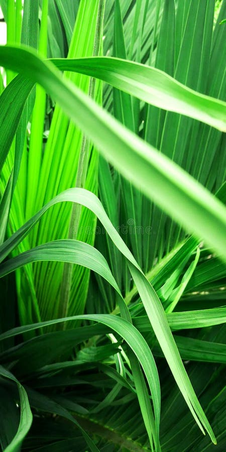 Inside Green Palm Tree Leaves Stock Image - Image of fern, nature ...