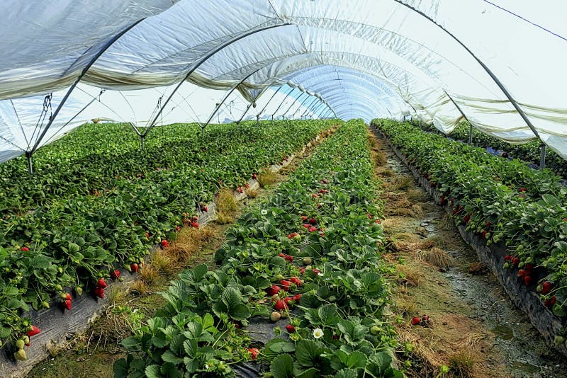 Inside a Greenhouse Growing Strawberries Stock Photo - Image of ...