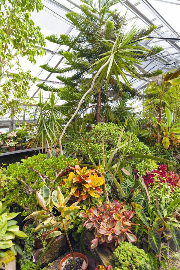 Inside Greenhouse stock photo. Image of flowers, design - 31764300