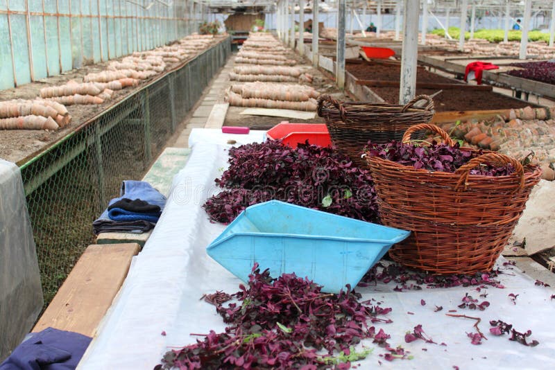 Inside the greenhouse stock image. Image of botany, basket - 37105511