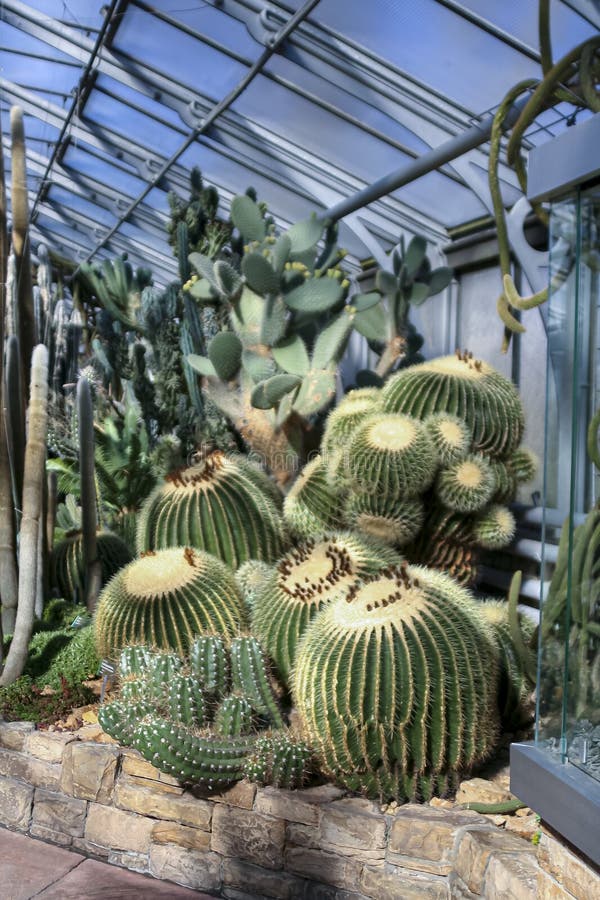 Inside a Greenhouse, There is a Vast Collection of Various Cactus ...