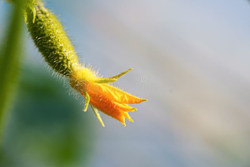 Young cucumbers stock photo. Image of harvest, cultivation - 260810796