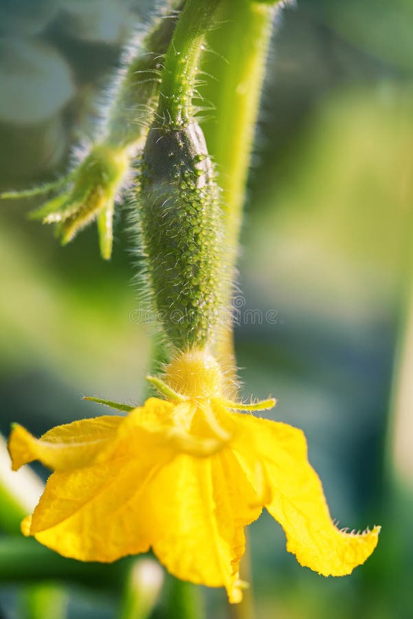 Young cucumbers stock photo. Image of cultivation, growth - 260810800