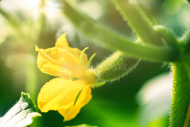 Young cucumbers stock image. Image of green, cucumbers - 260810829