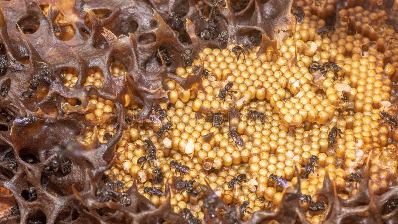 Inside the Hive of Stingless Bee. Stock Photo - Image of ecology ...
