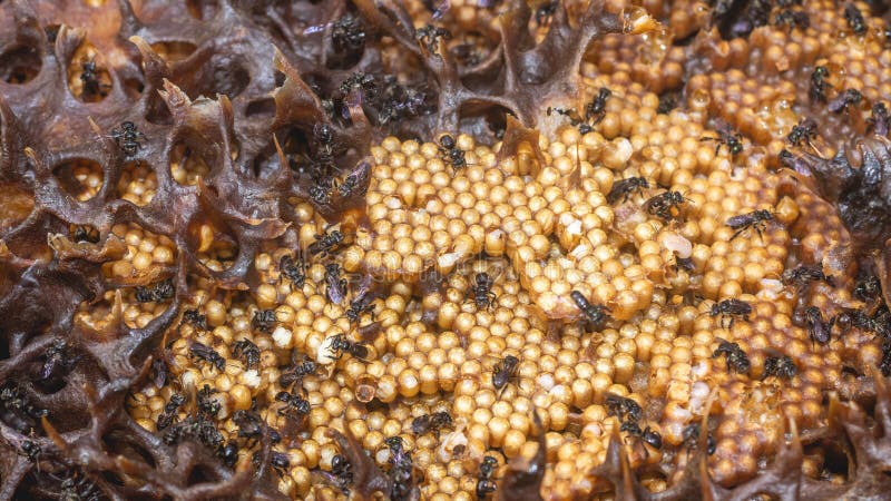 Inside the Hive of Stingless Bee. Stock Photo - Image of beeswax ...