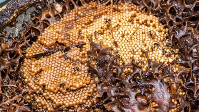 Inside the Hive of Stingless Bee. Stock Photo - Image of closeup ...