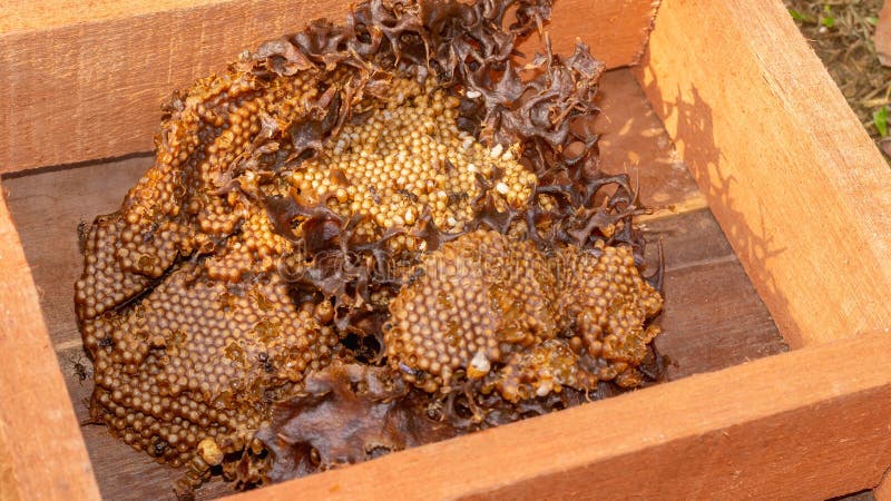 Inside the Hive of Stingless Bee. Stock Image - Image of entrance ...