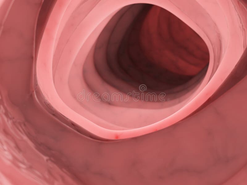 The Inside of the Human Colon Stock Illustration - Illustration of ...