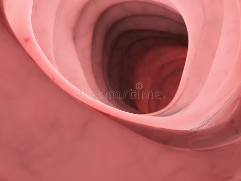 Human colon stock illustration. Illustration of cancer - 5498871