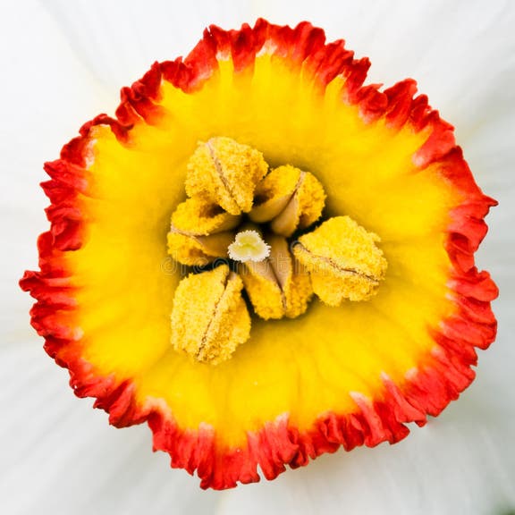 Inside the Inner Circle stock image. Image of nature - 28033801