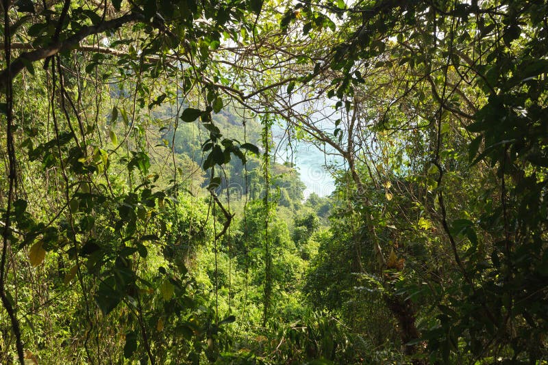 Jungle vines stock image. Image of tangle, plant, vine - 15569975