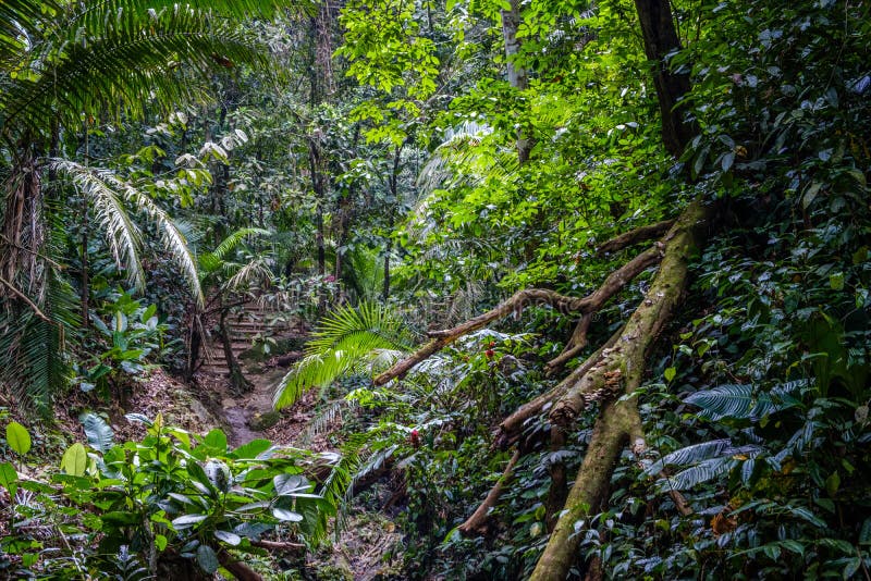 Inside Jungle Forest / Rainforest Landscape Stock Photo - Image of ...