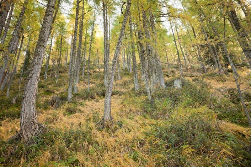 Inside a Larch Forest in Autumn Stock Photo - Image of peaceful, autumn ...