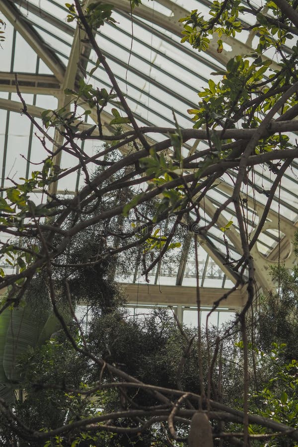 Inside of a Large Greenhouse with Trees Sprouting from within Stock ...