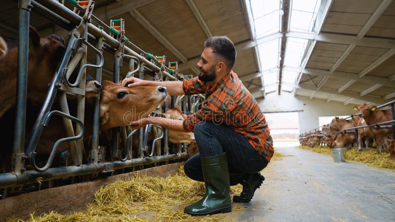 Farmer Caressing Calf in Modern Barn Stock Video - Video of husbandry ...